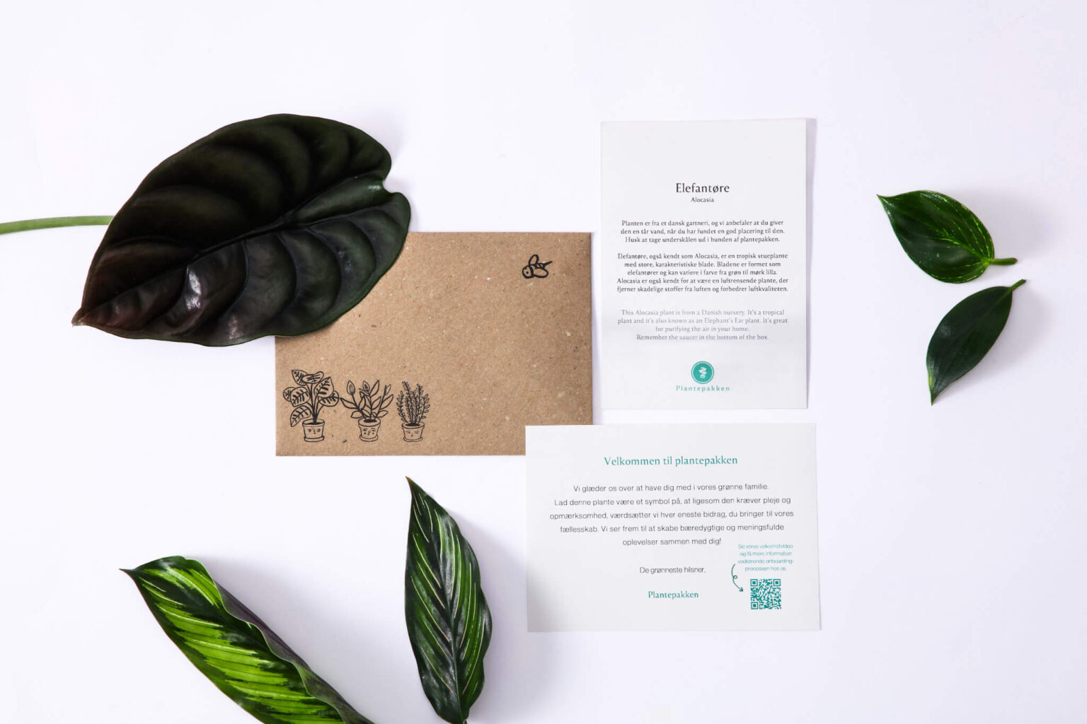 Sådan skriver du en god hilsen til din nye kollega - Plantepakken